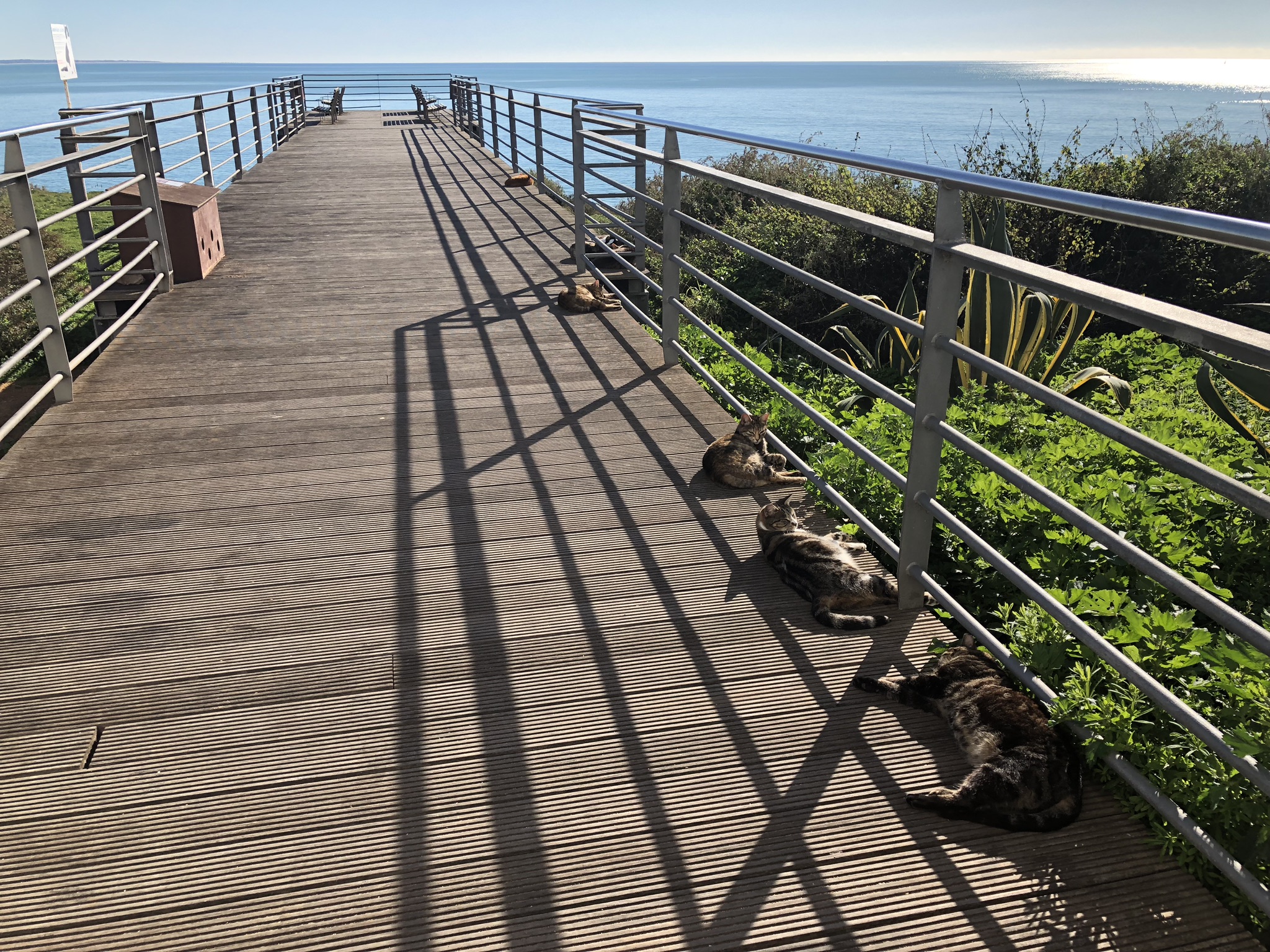 Dos Gatos (Cats) of the Jetty - The Tepid Travellers